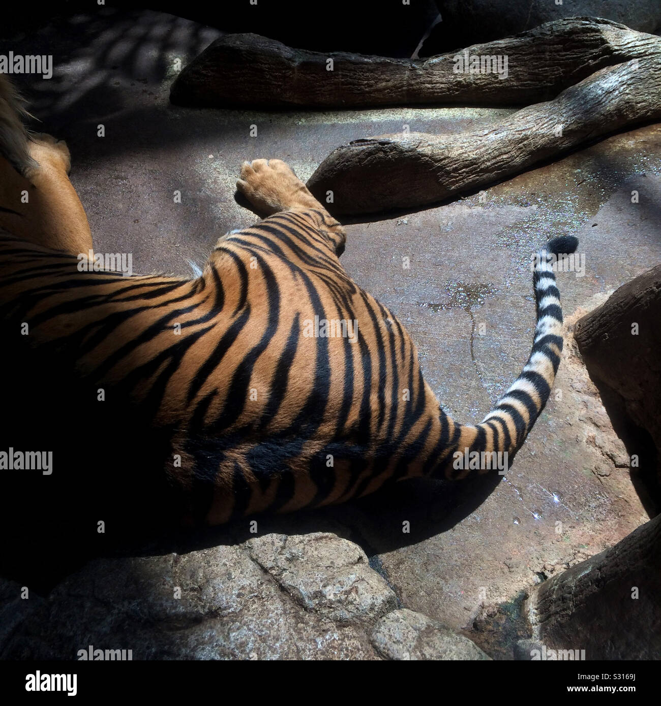Tiger and its tail Stock Photo - Alamy