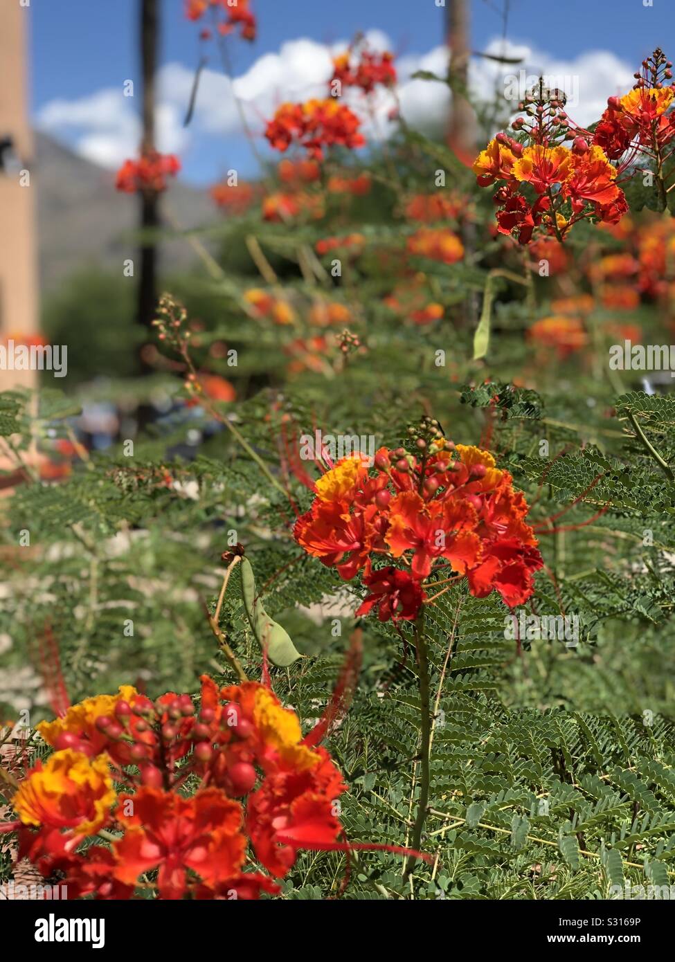 Peacock plants hi-res stock photography and images - Alamy