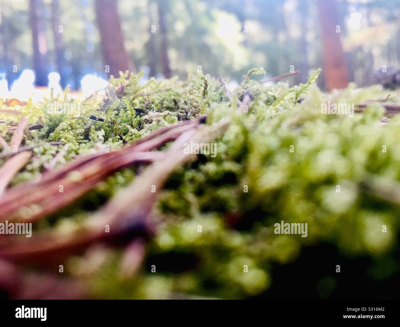 Up close trees moss hi-res stock photography and images - Alamy