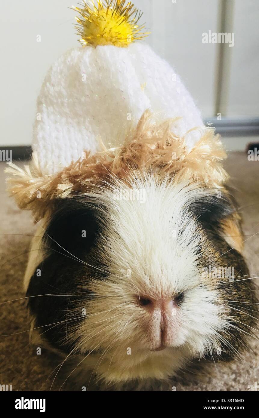 Guinea pig hat hi-res stock photography and images - Alamy