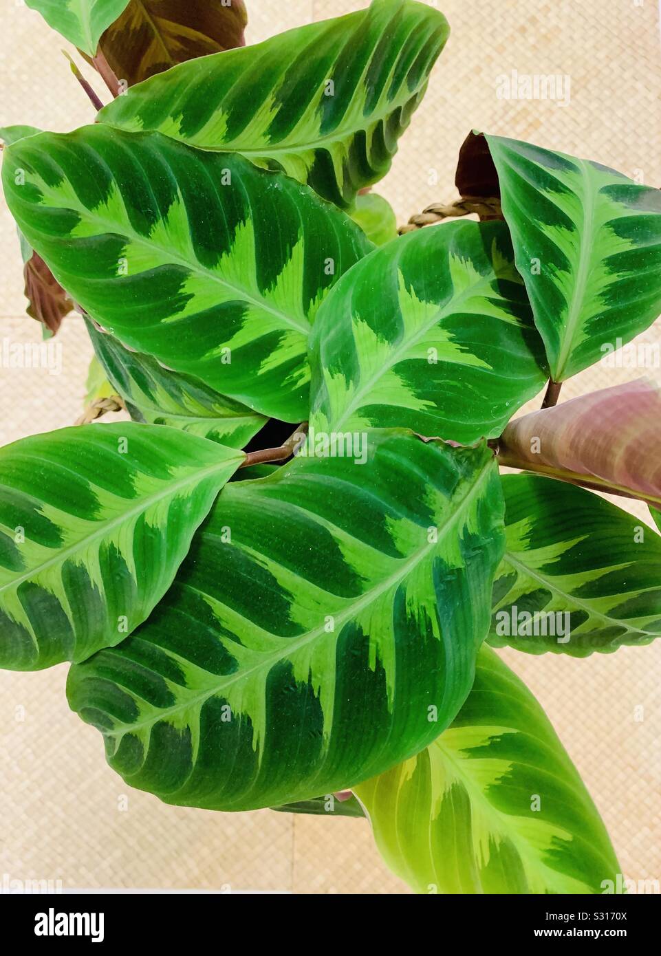 Calathea plant hi-res stock photography and images - Alamy