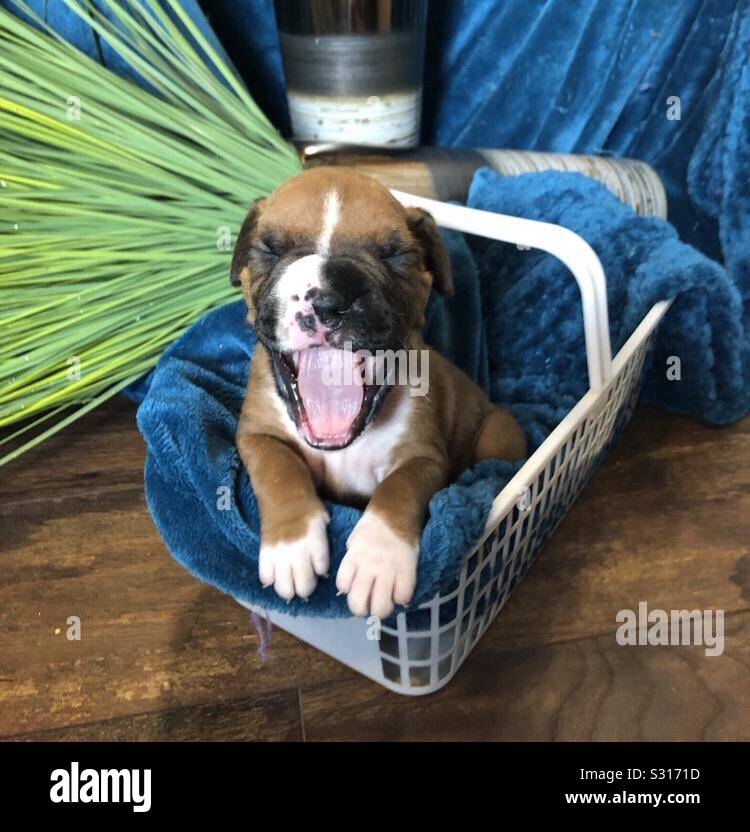 Puppy awake hi-res stock photography and images - Alamy