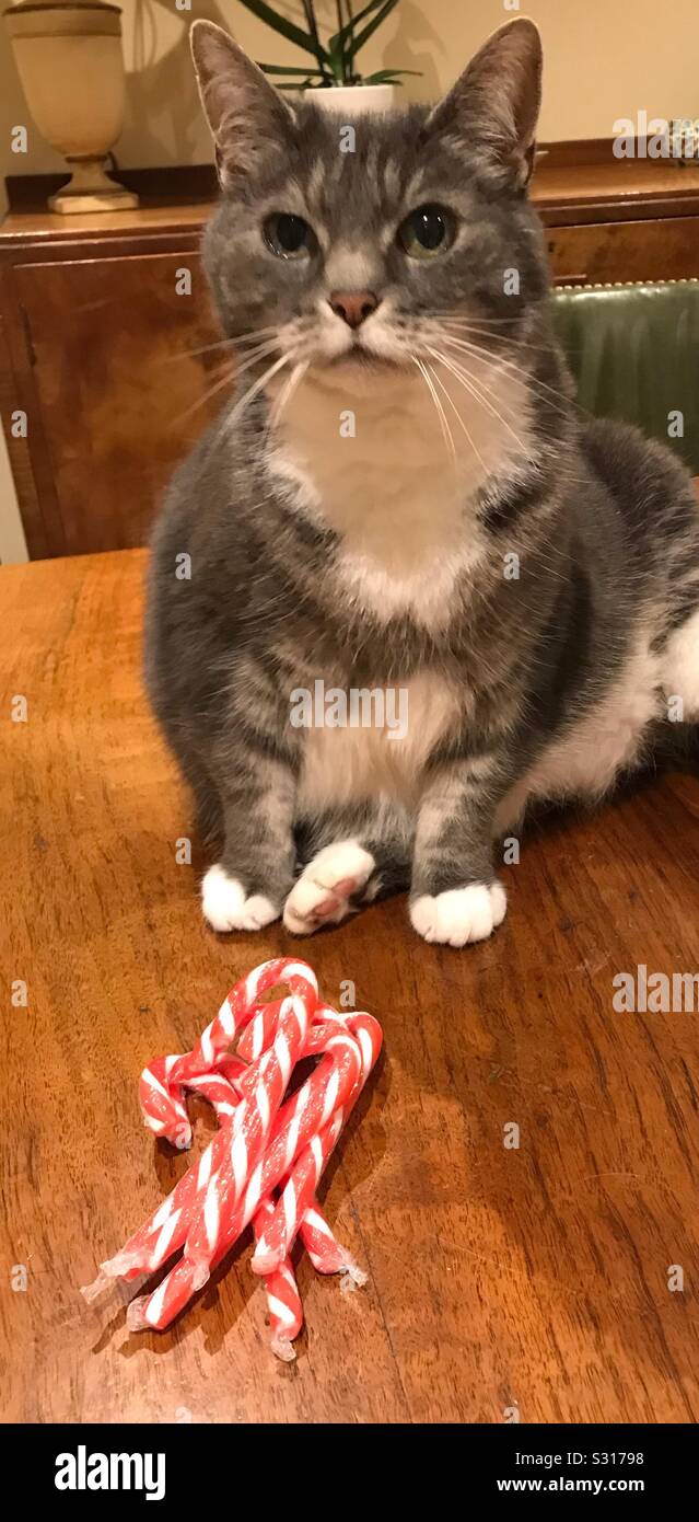 Cat and candy canes Stock Photo - Alamy