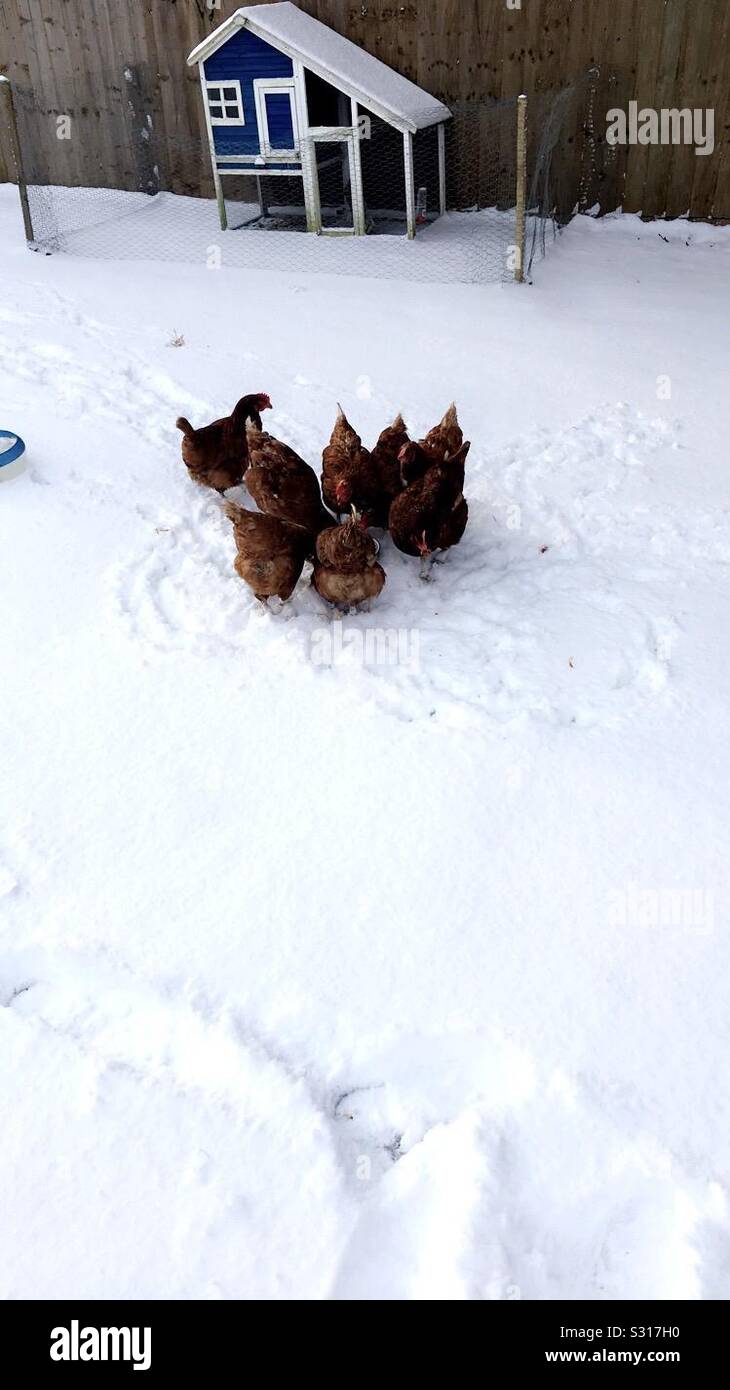 Chickens snow hi-res stock photography and images - Alamy