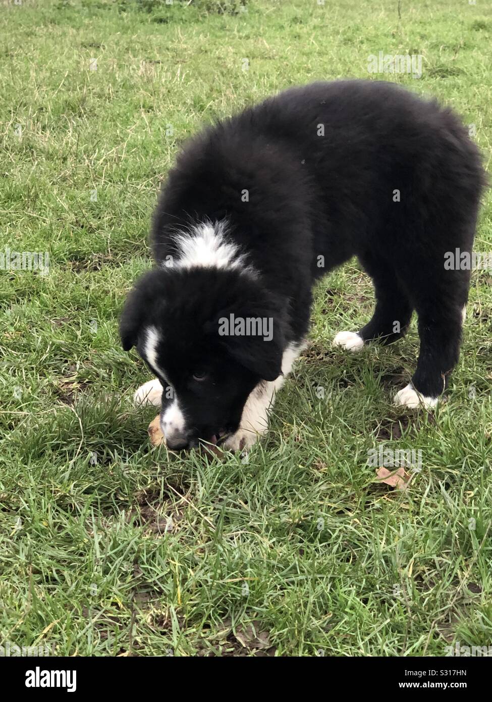 Border collie pup hi-res stock photography and images - Alamy