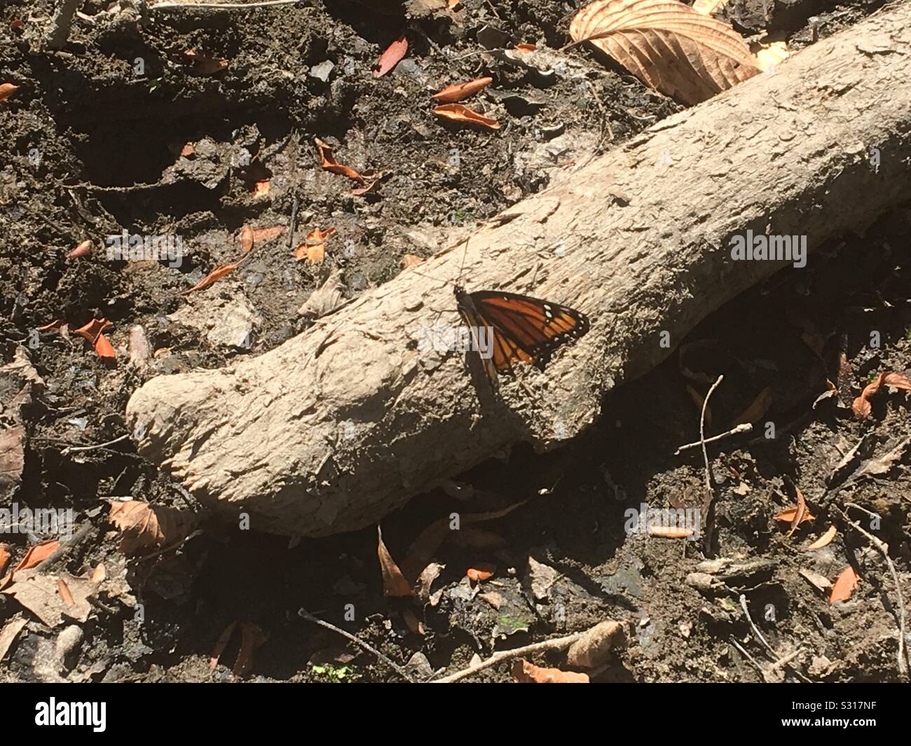 Butterfly sun hi-res stock photography and images - Alamy