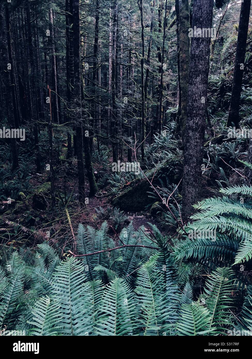 Evergreen rainforest of Pacific Northwest Stock Photo - Alamy