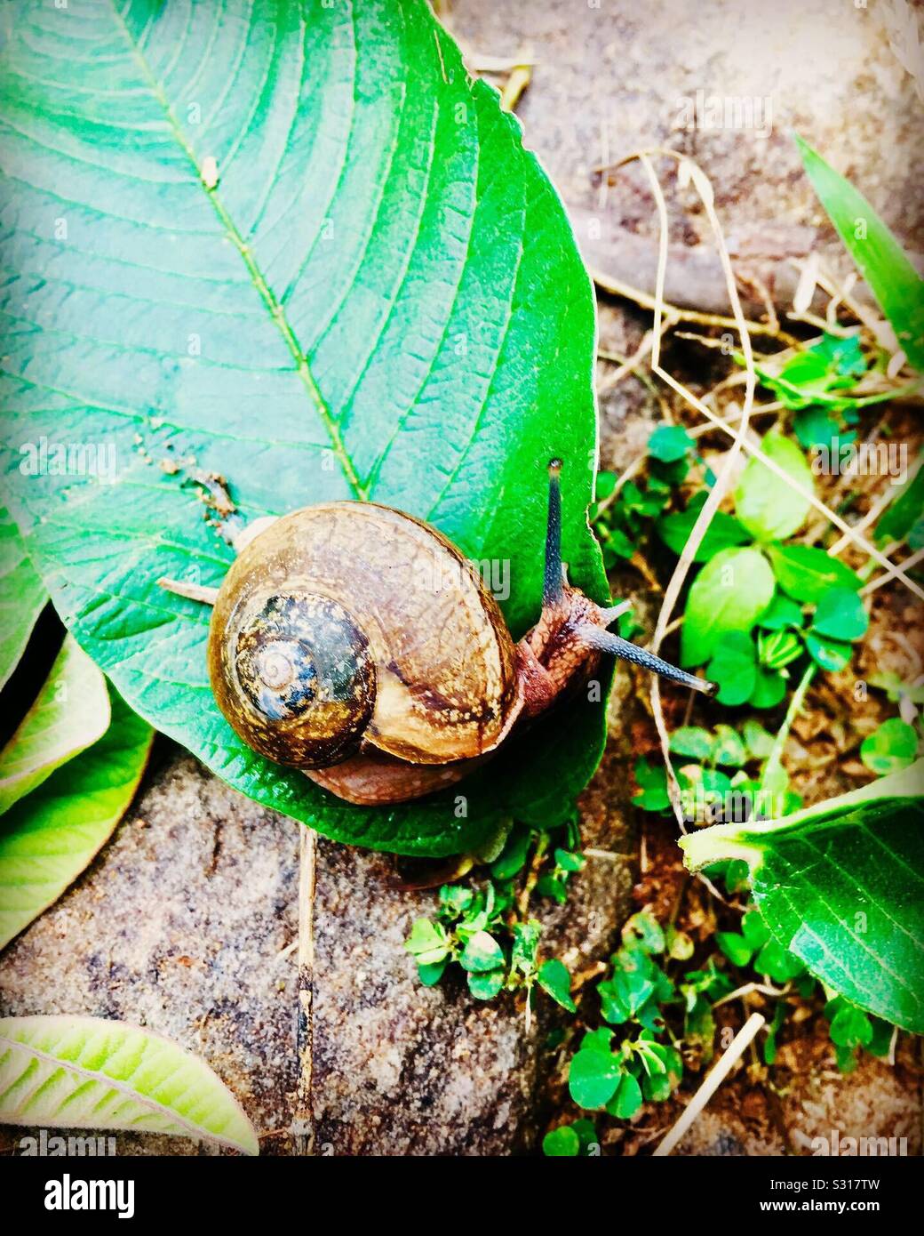 Snail shows how to work hard Stock Photo - Alamy