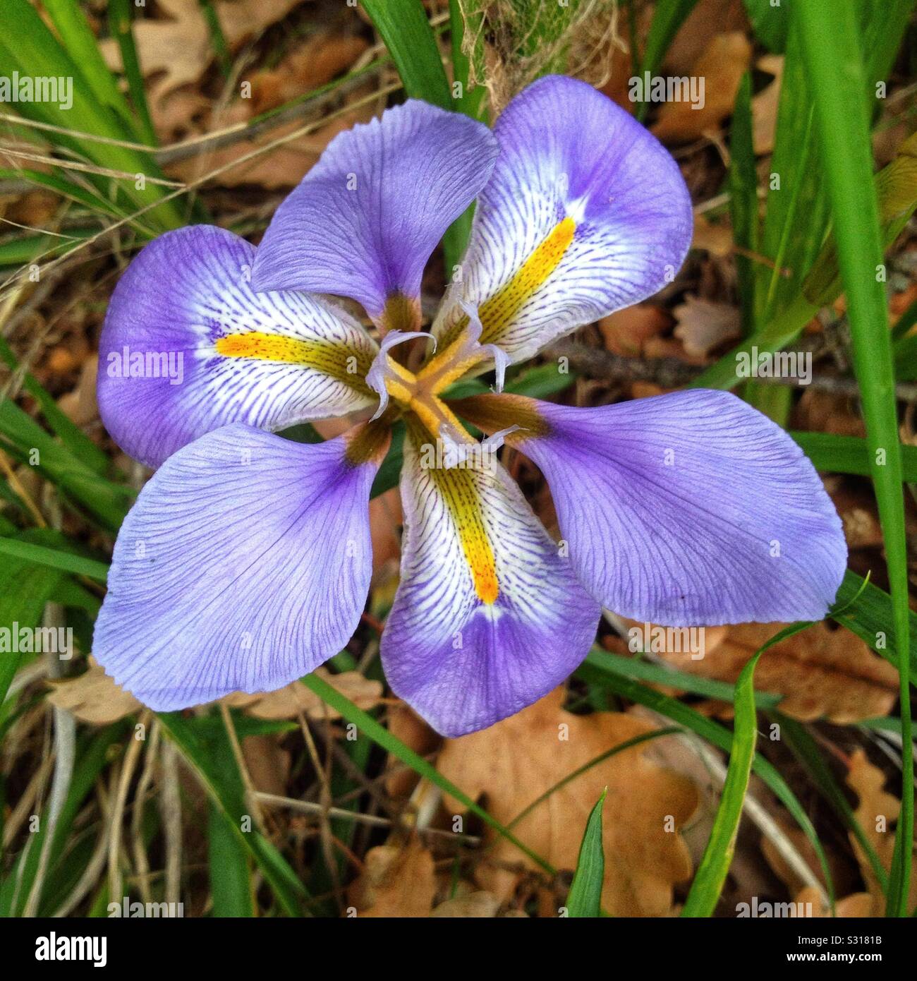 Algeria flower hi-res stock photography and images - Alamy