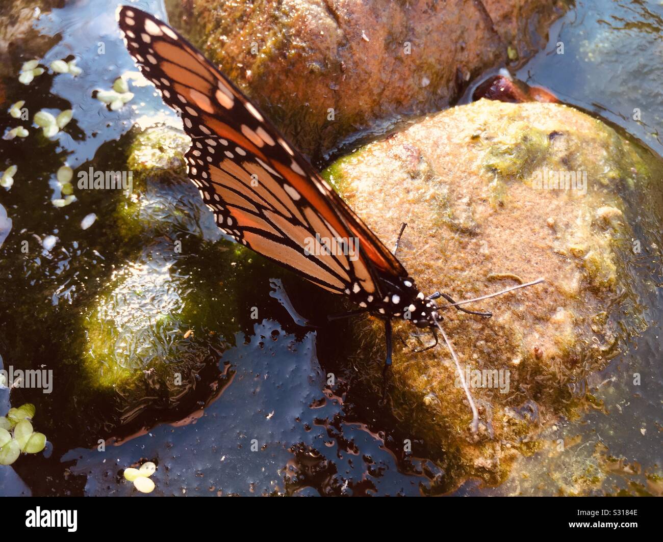 Butterfly pond hi-res stock photography and images - Alamy