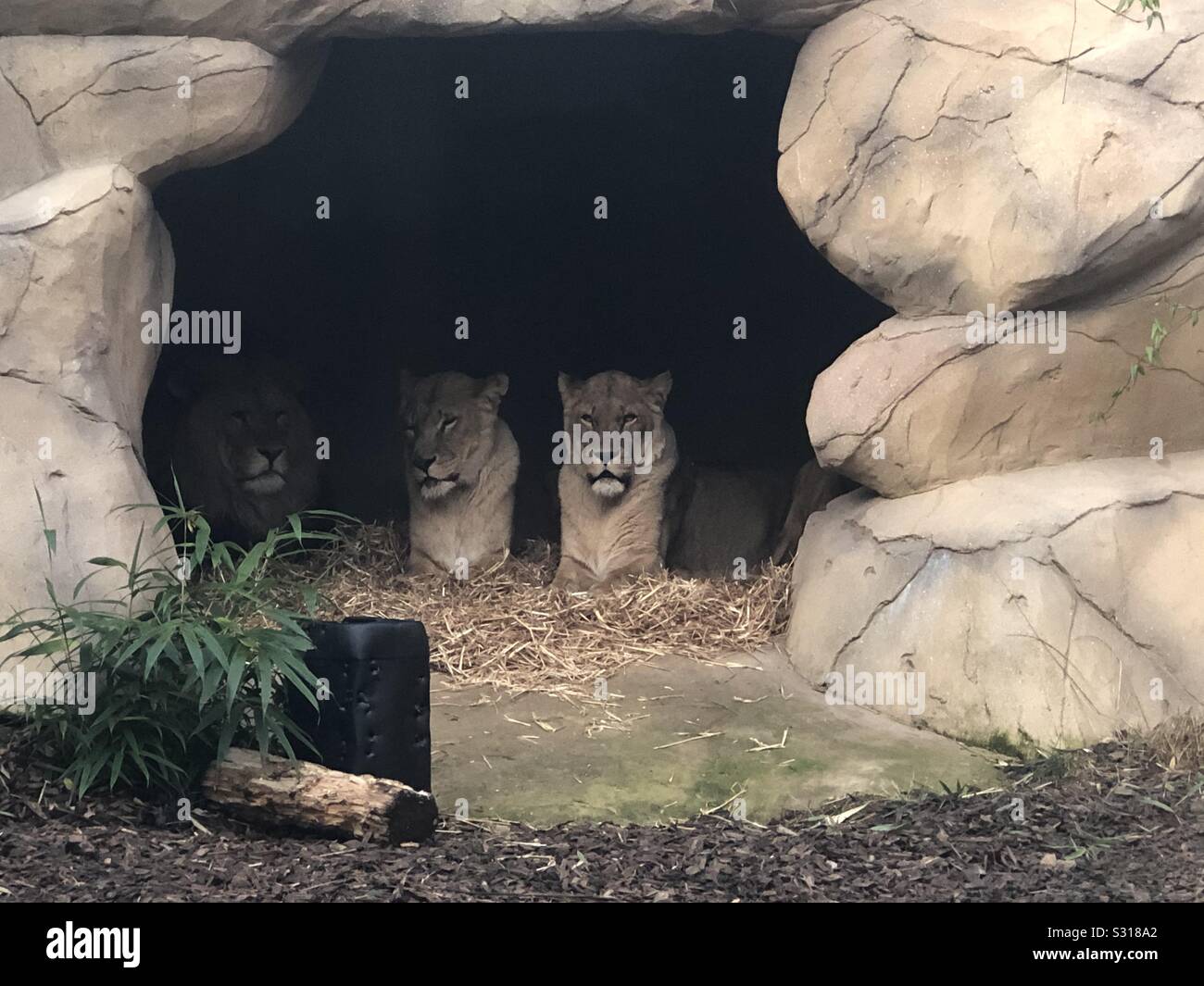 Into the lions den hi-res stock photography and images - Alamy