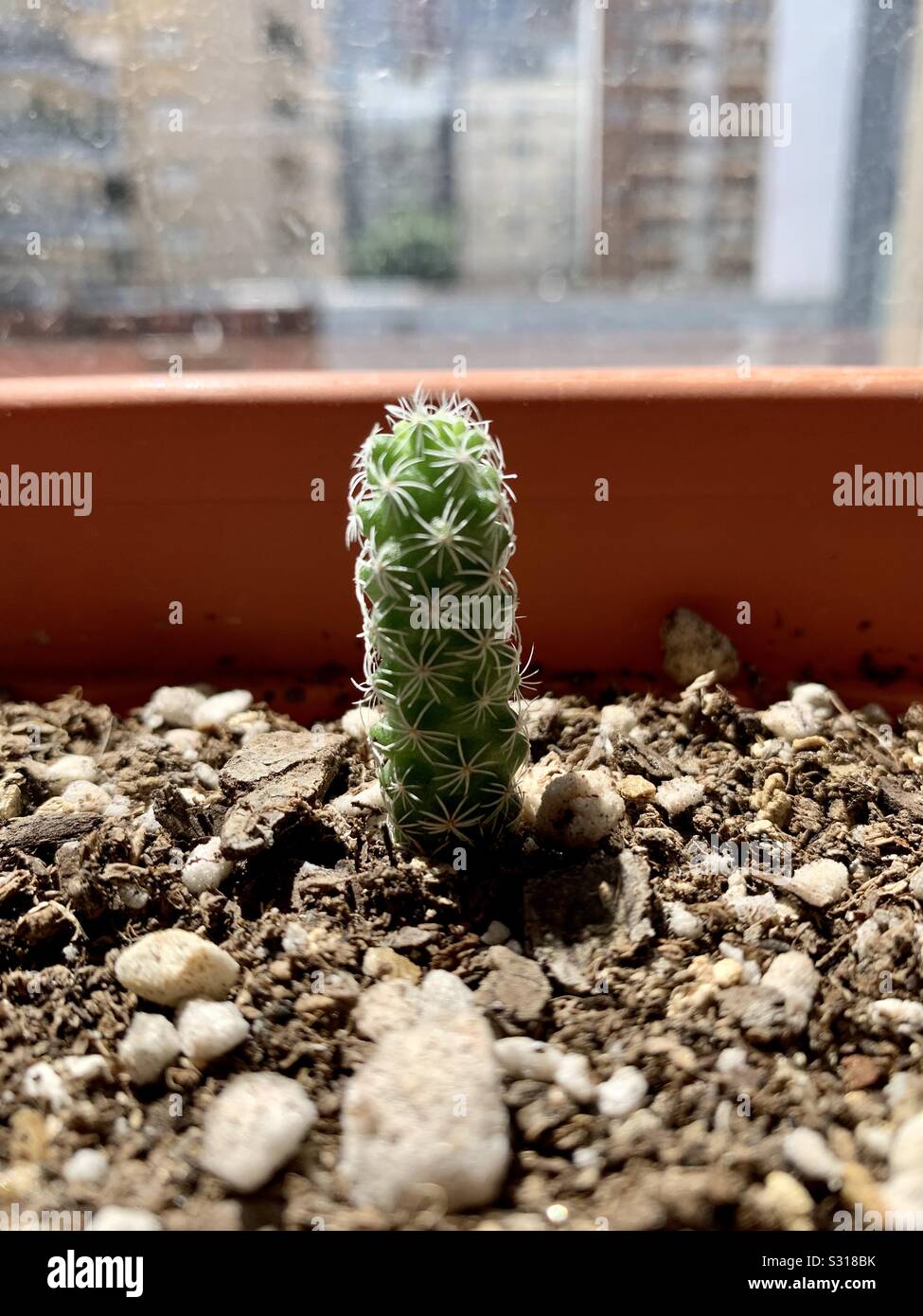 White cactus growing by the window Stock Photo - Alamy