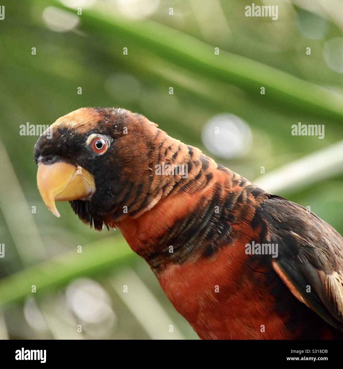 Cute bird hi-res stock photography and images - Alamy