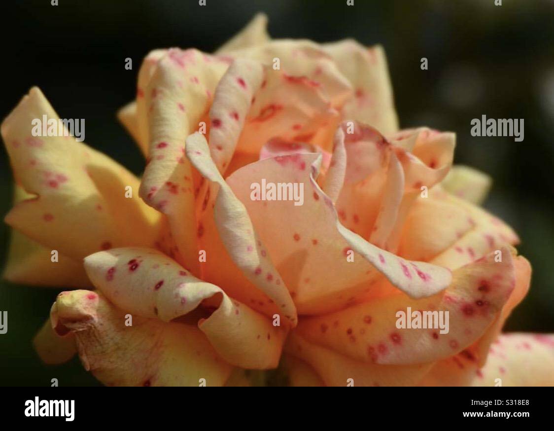 Beautiful rose flower hi-res stock photography and images - Alamy