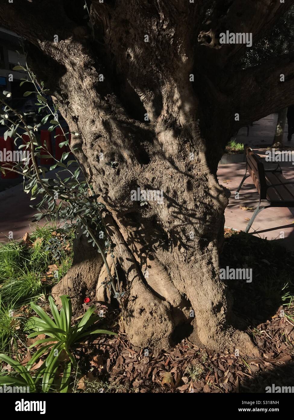 Trunk of an olive tree hi-res stock photography and images - Alamy