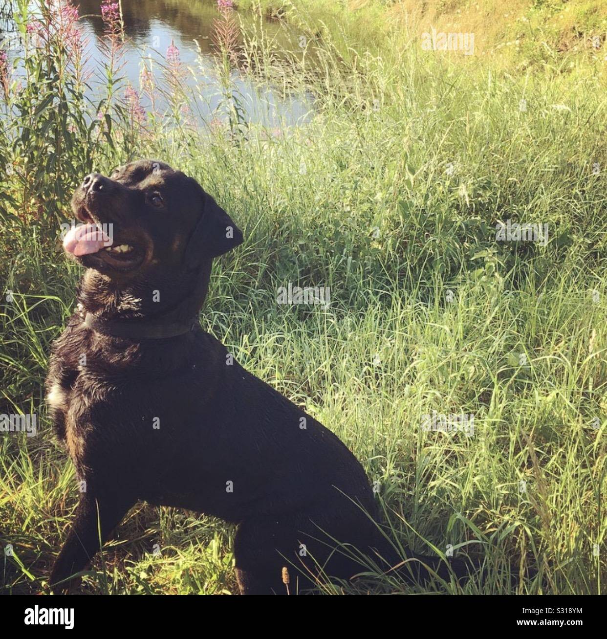 Rottweiler Summer High Resolution Stock Photography and Images - Alamy