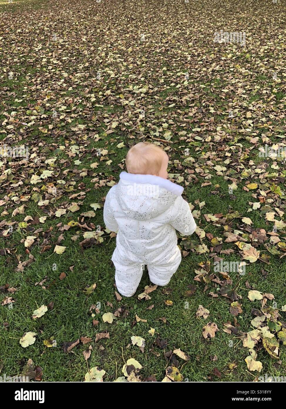 Crunchy Leaves High Resolution Stock Photography and Images - Alamy
