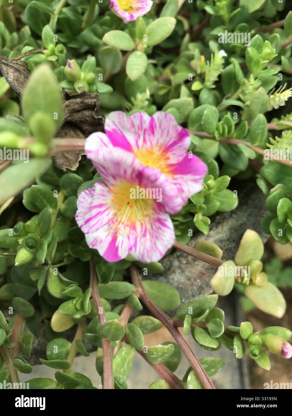 10 mani flower hi-res stock photography and images - Alamy