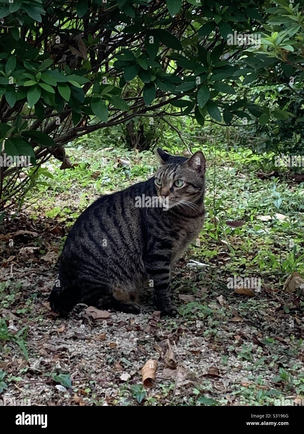Cat under the tree hi-res stock photography and images - Alamy