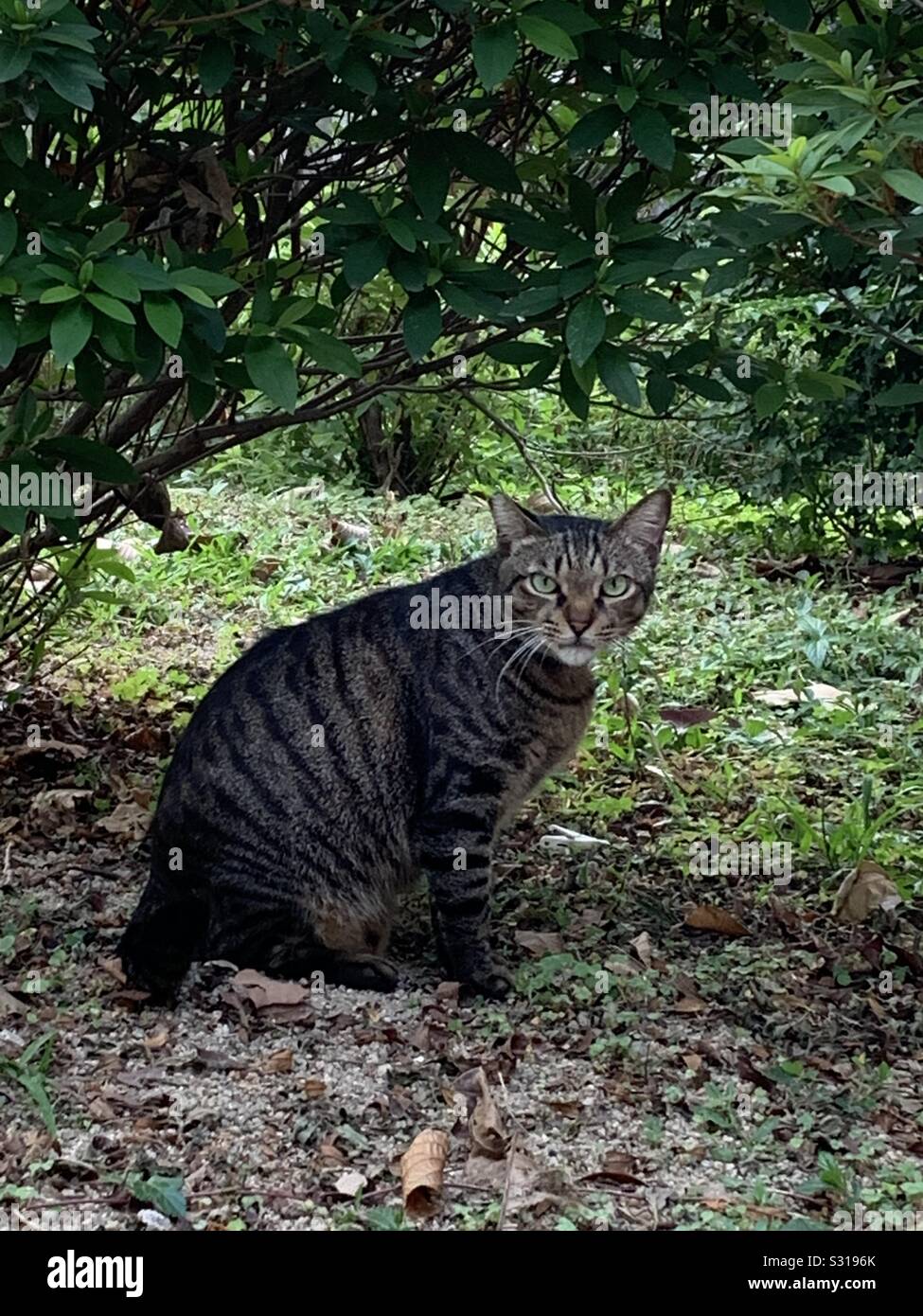Cat by the tree hi-res stock photography and images - Alamy