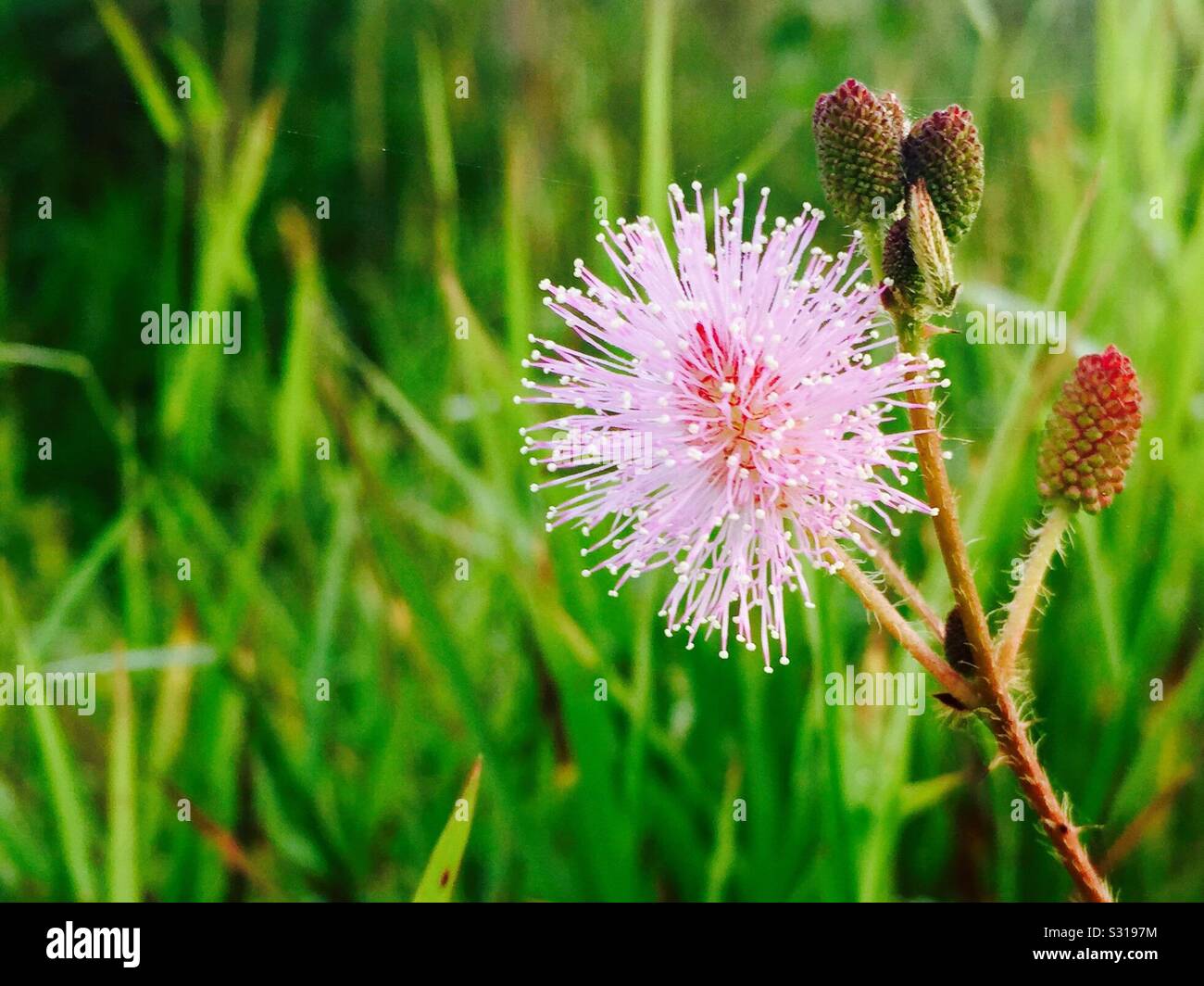 Pink oval hi-res stock photography and images - Alamy
