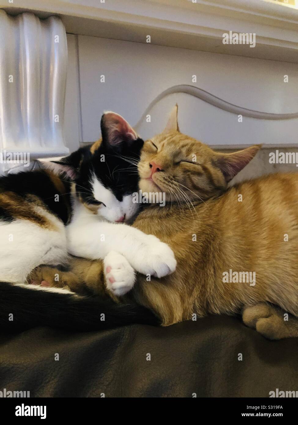 Cuddling Kittens High Resolution Stock Photography and Images - Alamy