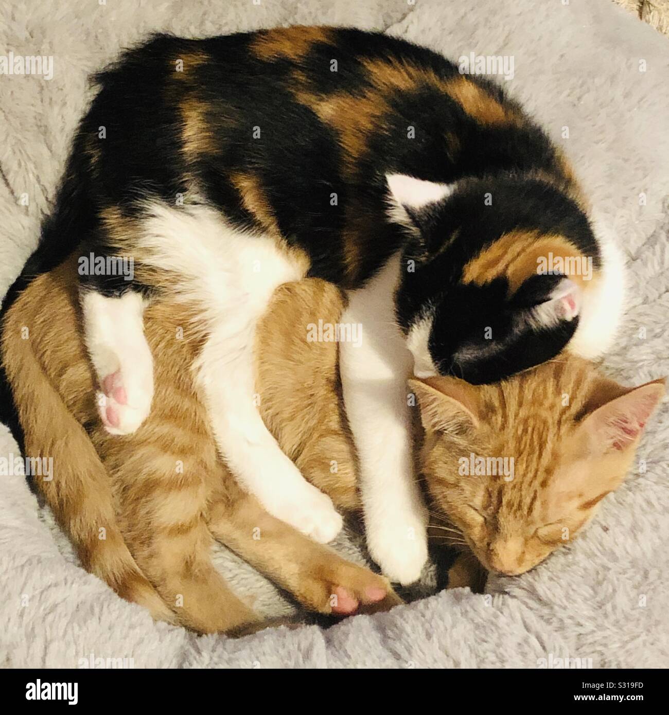 Cuddling kittens hi-res stock photography and images - Alamy