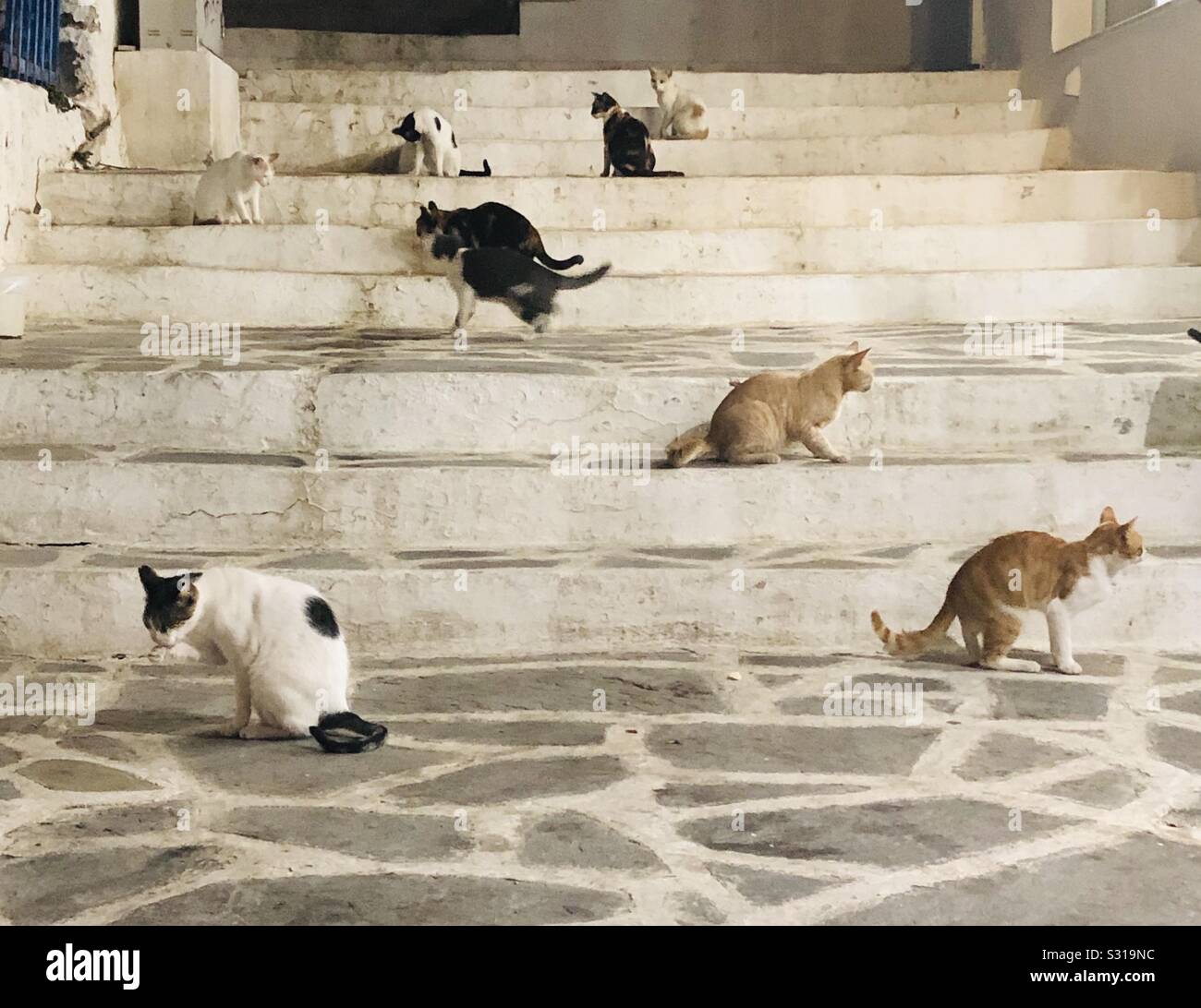 Stray cats hi-res stock photography and images - Alamy