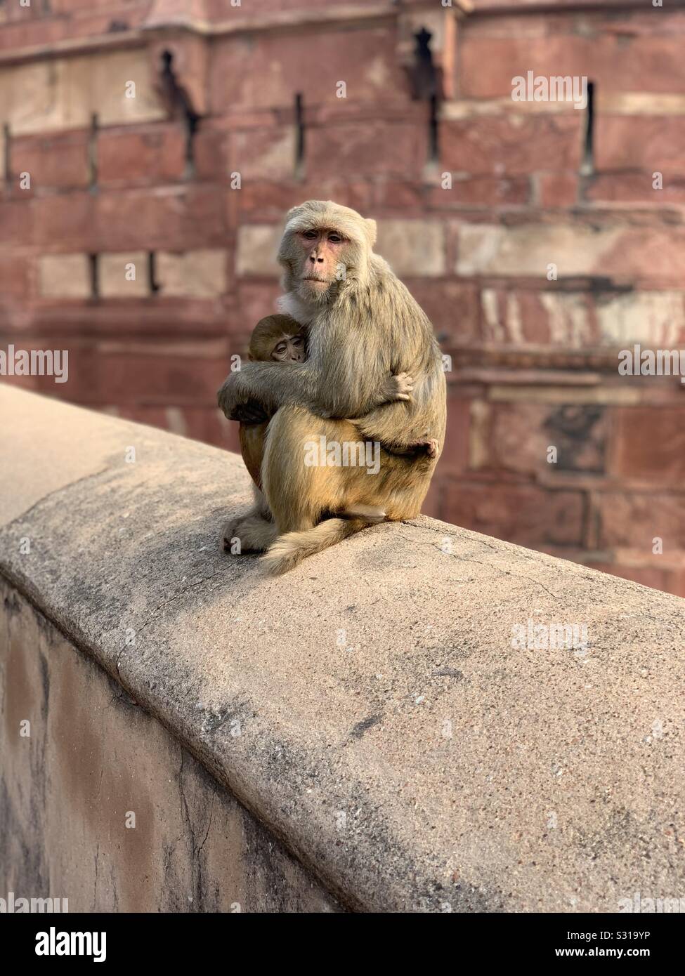 Child Macaque High Resolution Stock Photography and Images - Alamy