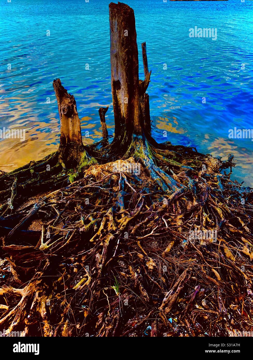 Island Tree Roots High Resolution Stock Photography and Images - Alamy