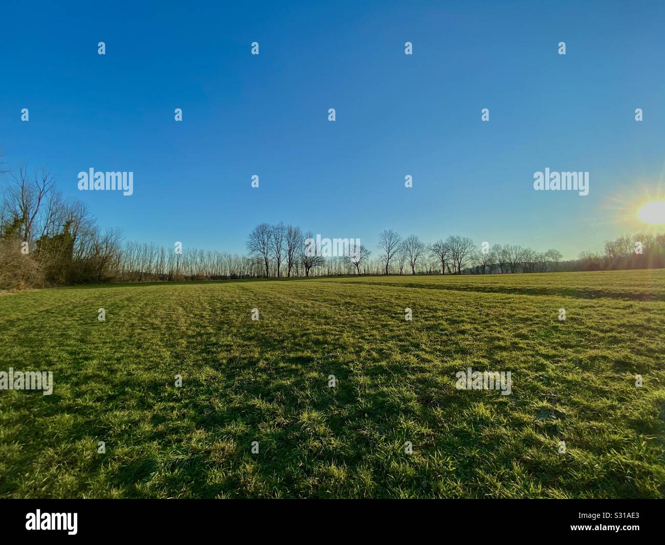 Sunny meadows trees hi-res stock photography and images - Alamy