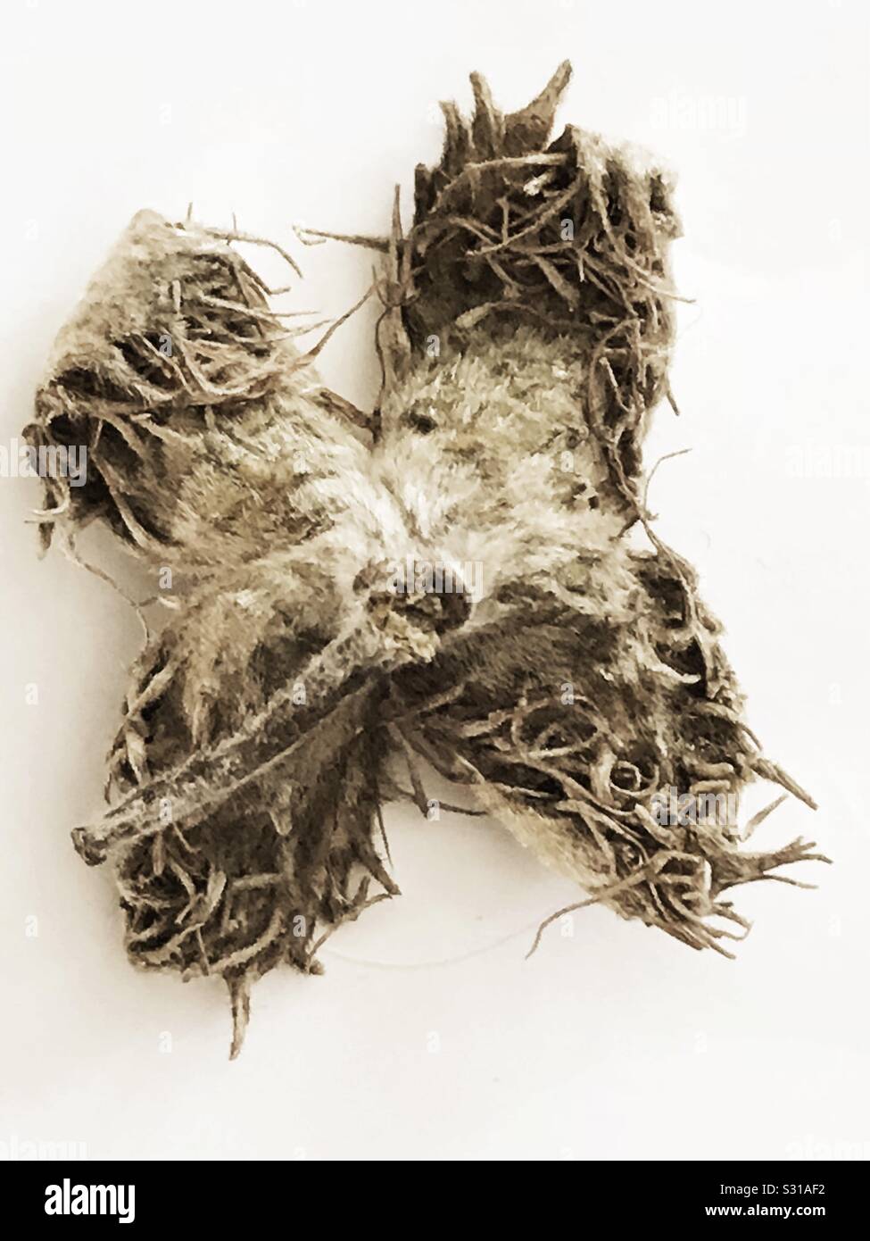A desiccated flower from below Stock Photo - Alamy