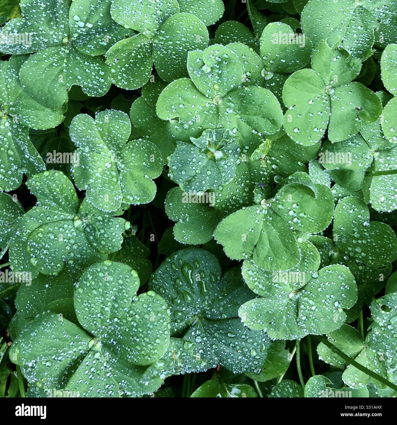 Shamrocks hi-res stock photography and images - Alamy