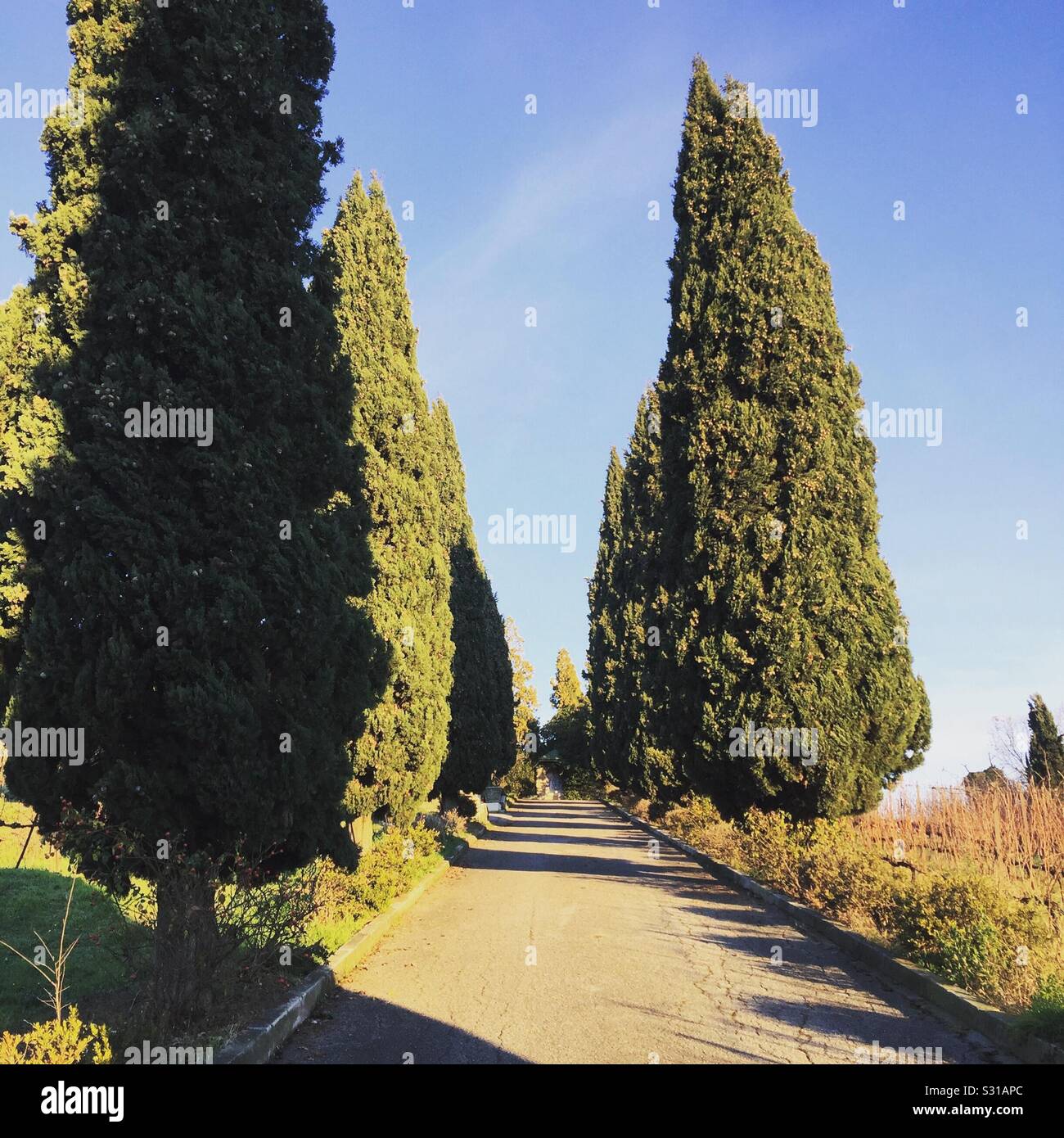 Pine trees in italy hi-res stock photography and images - Alamy