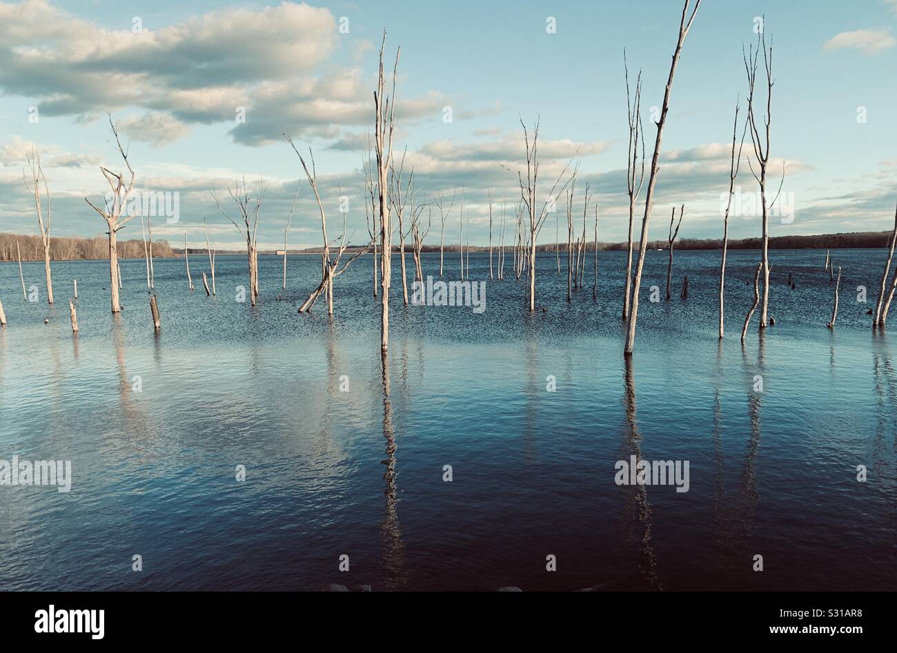 Underwater trees hi-res stock photography and images - Alamy