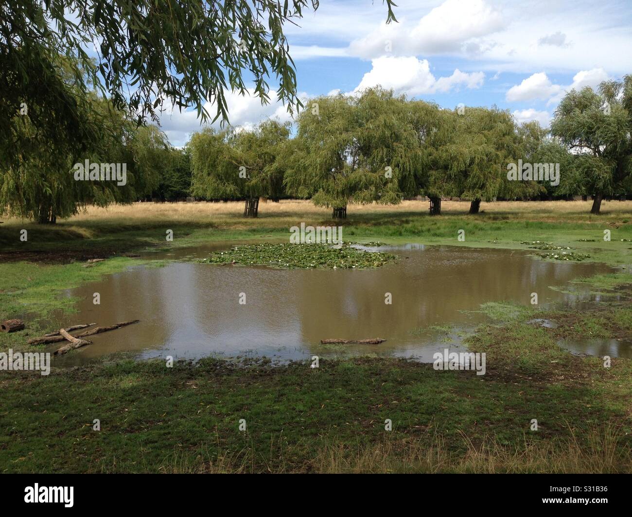 Dried up pond hi-res stock photography and images - Alamy