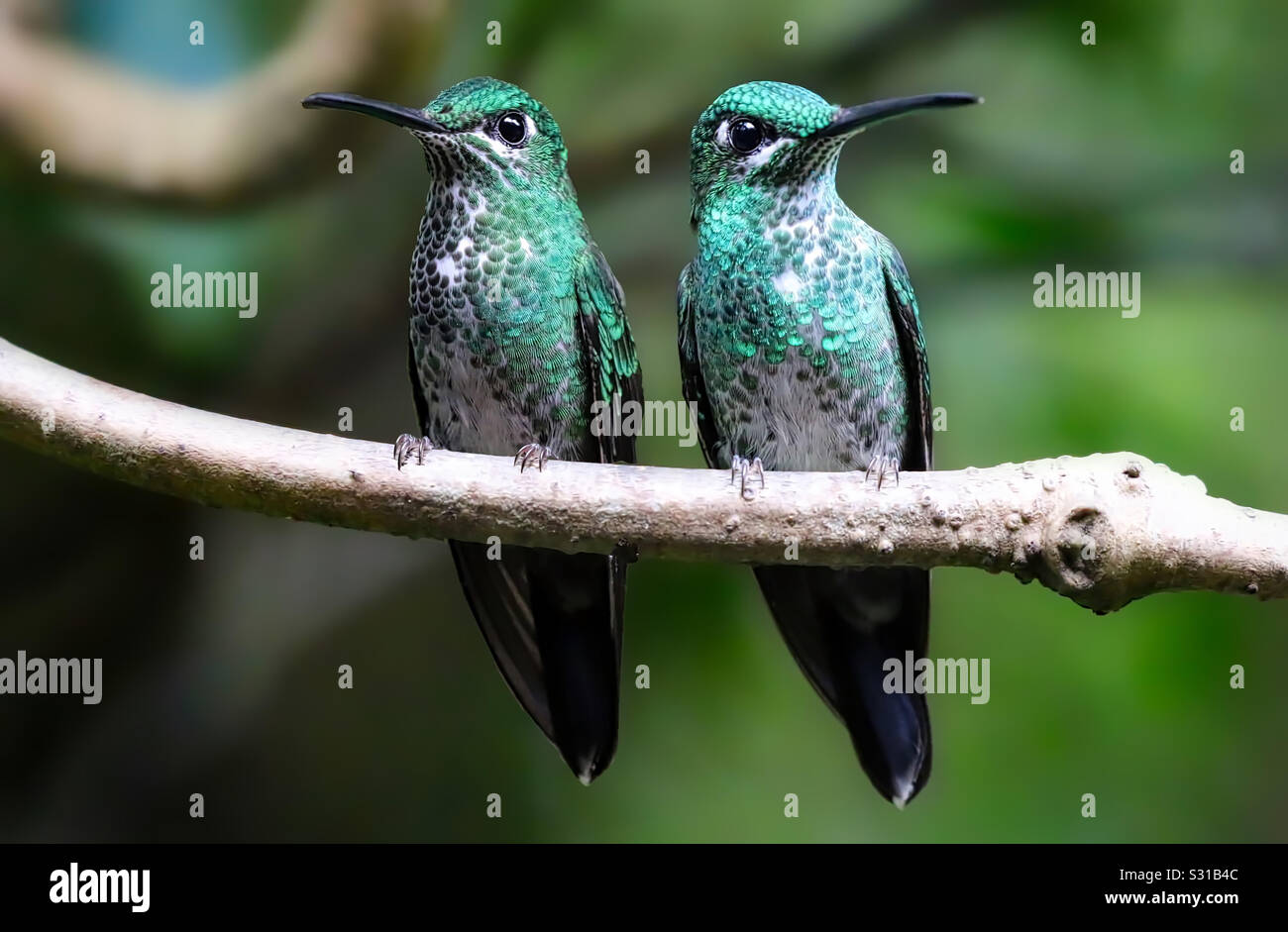 A pair of Green Crowned Brilliant Hummingbirds taken at Monteverdi ...
