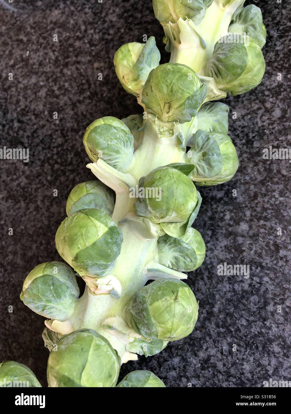 Sprouts on stalk hi-res stock photography and images - Alamy