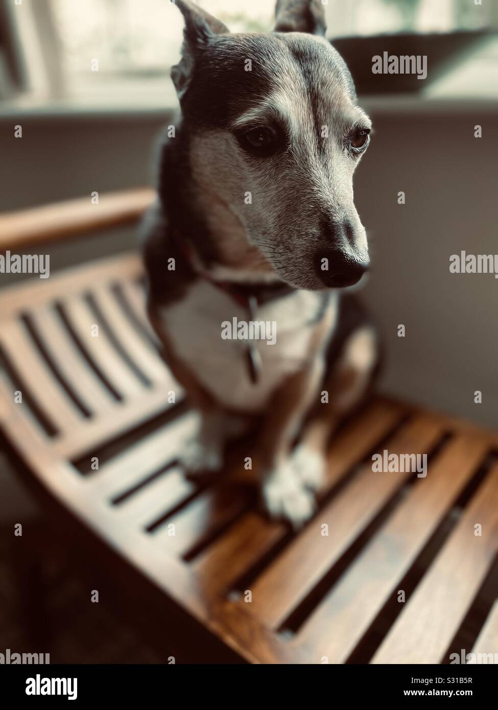 Dog on a bench Stock Photo - Alamy