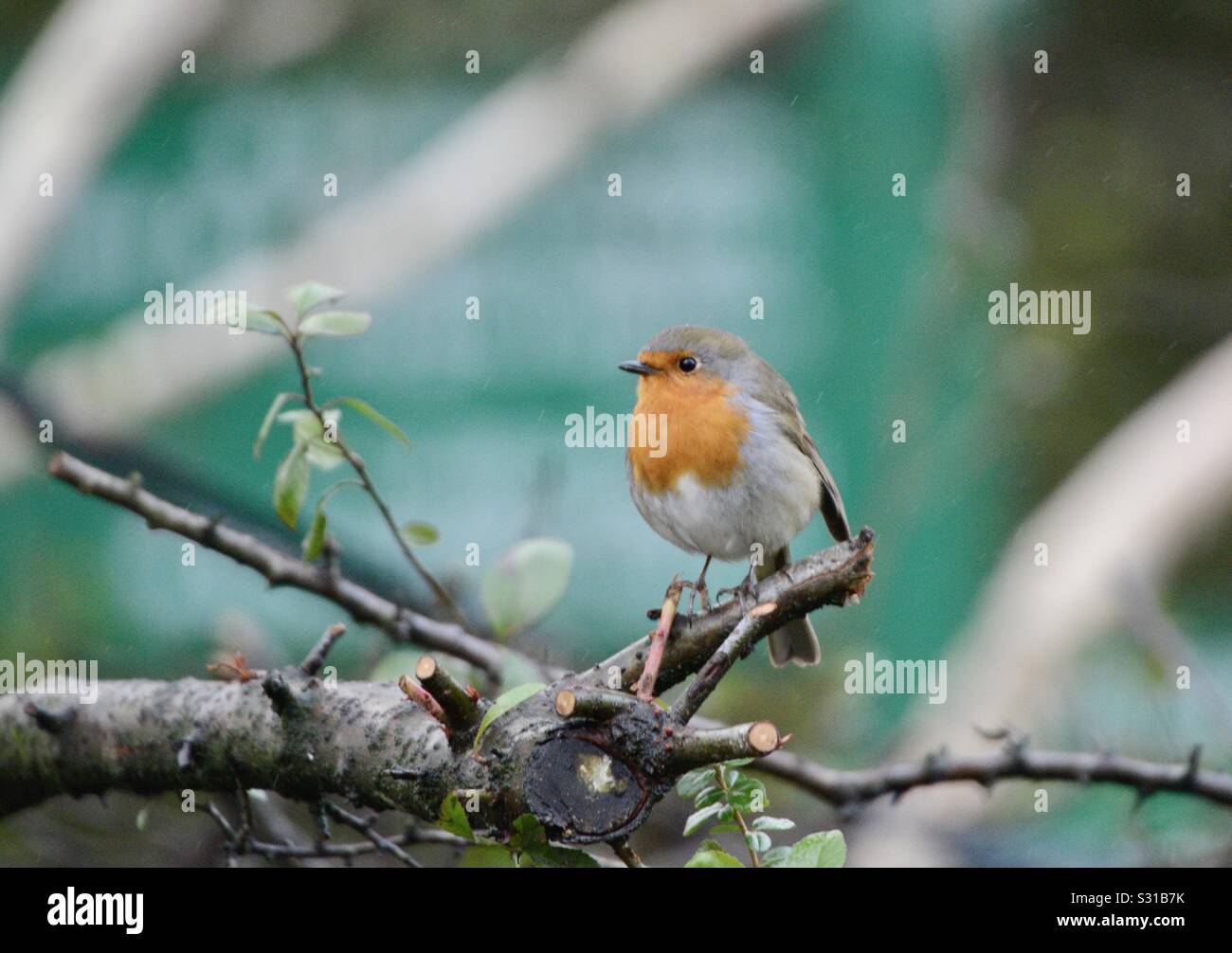 Robin Picture High Resolution Stock Photography and Images - Alamy