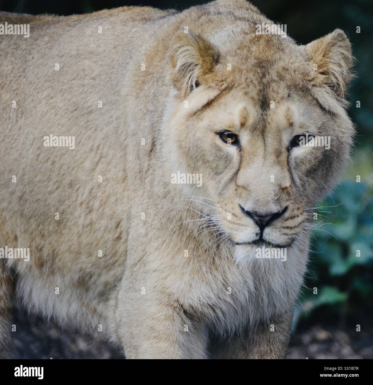 Lioness Eyes High Resolution Stock Photography and Images - Alamy