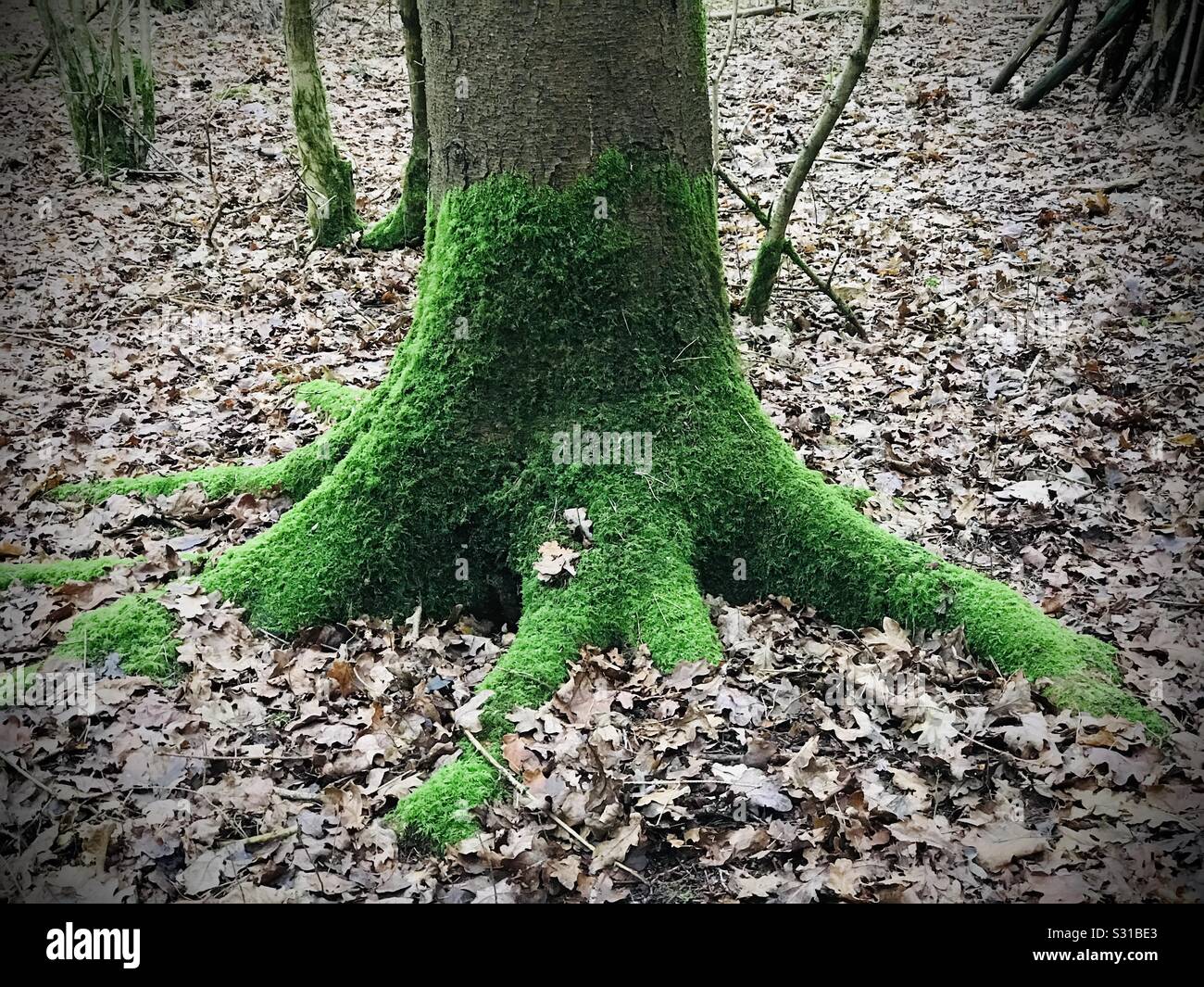 Tree roots covered in moss in a wintry wood Stock Photo - Alamy