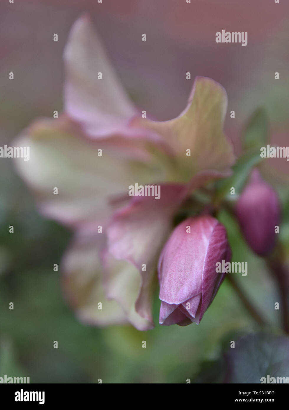 Beautiful hellebores hi-res stock photography and images - Alamy