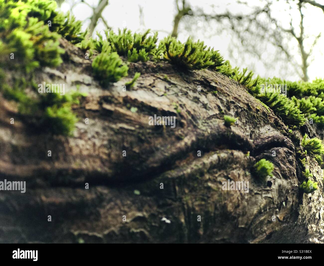 Moss growing on oak tree hi-res stock photography and images - Alamy