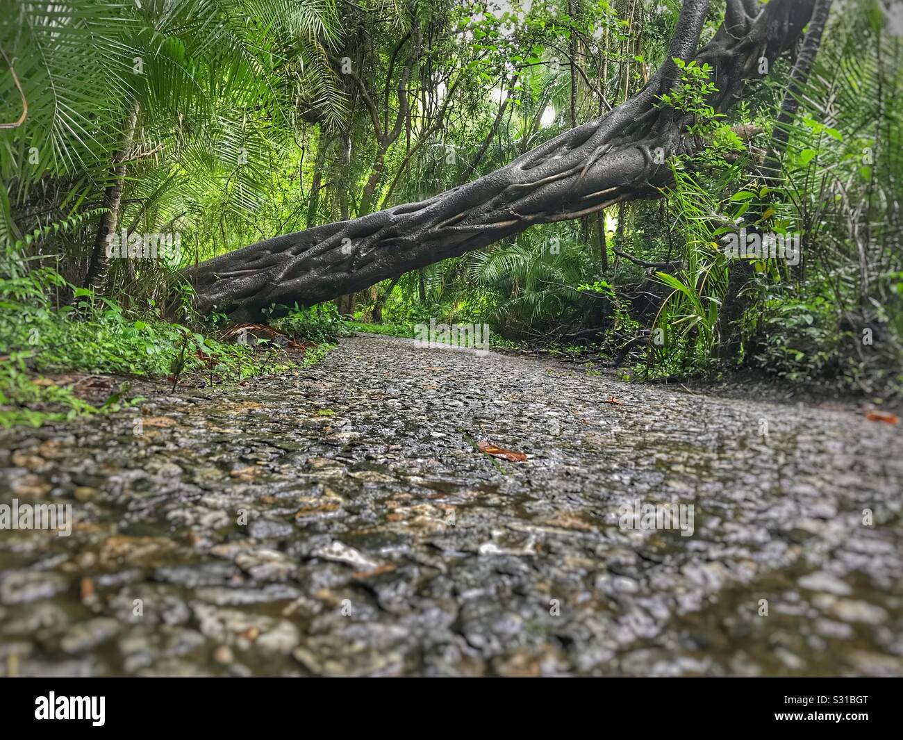 Tree block the way in the forest Stock Photo - Alamy