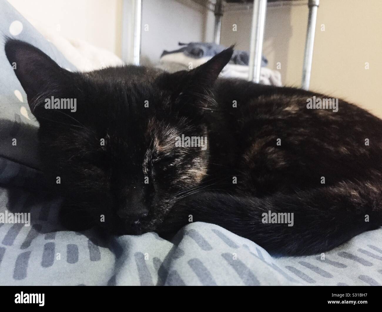 Kitten love hi-res stock photography and images - Alamy