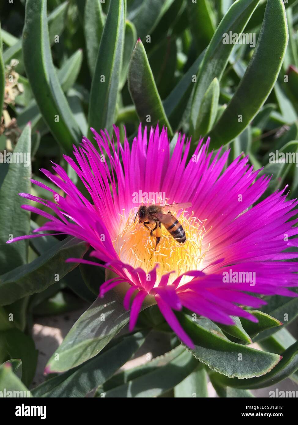 Succulent pollination hi-res stock photography and images - Alamy