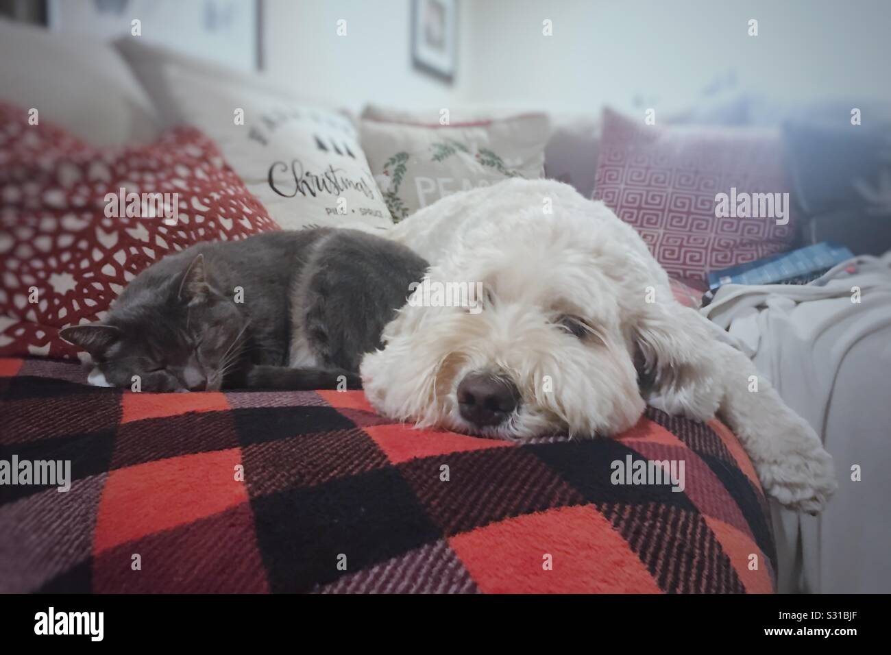 Cat and dog snuggle together Stock Photo - Alamy