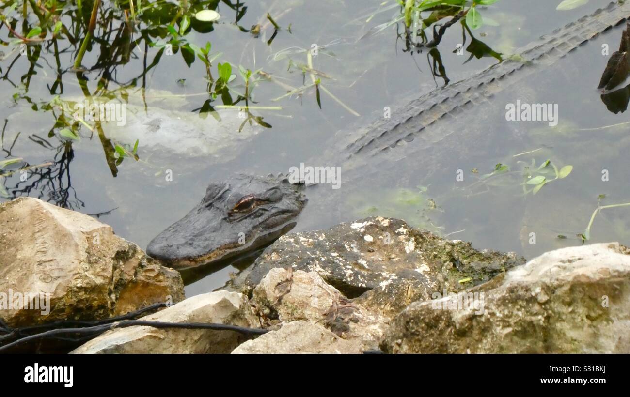 Alligator in the wild hi-res stock photography and images - Alamy