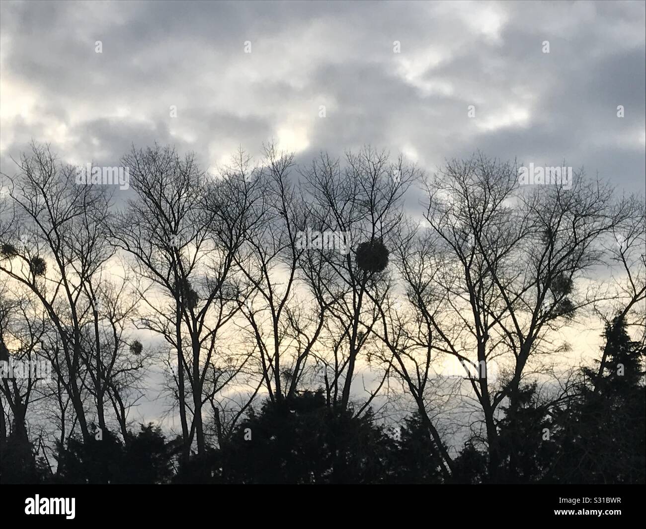 Winter sunset, grey sky’s with mistletoe covered trees Stock Photo - Alamy